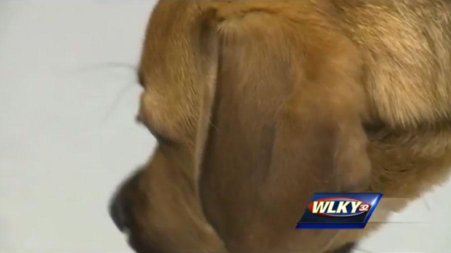 Former MTV Star Madeleine Cornish Charged With Animal Abuse After ...