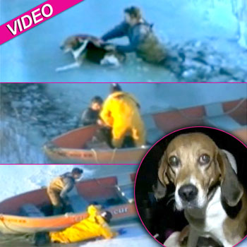 Dog Plucked From Icy Peril In Daring Lake Erie Rescue