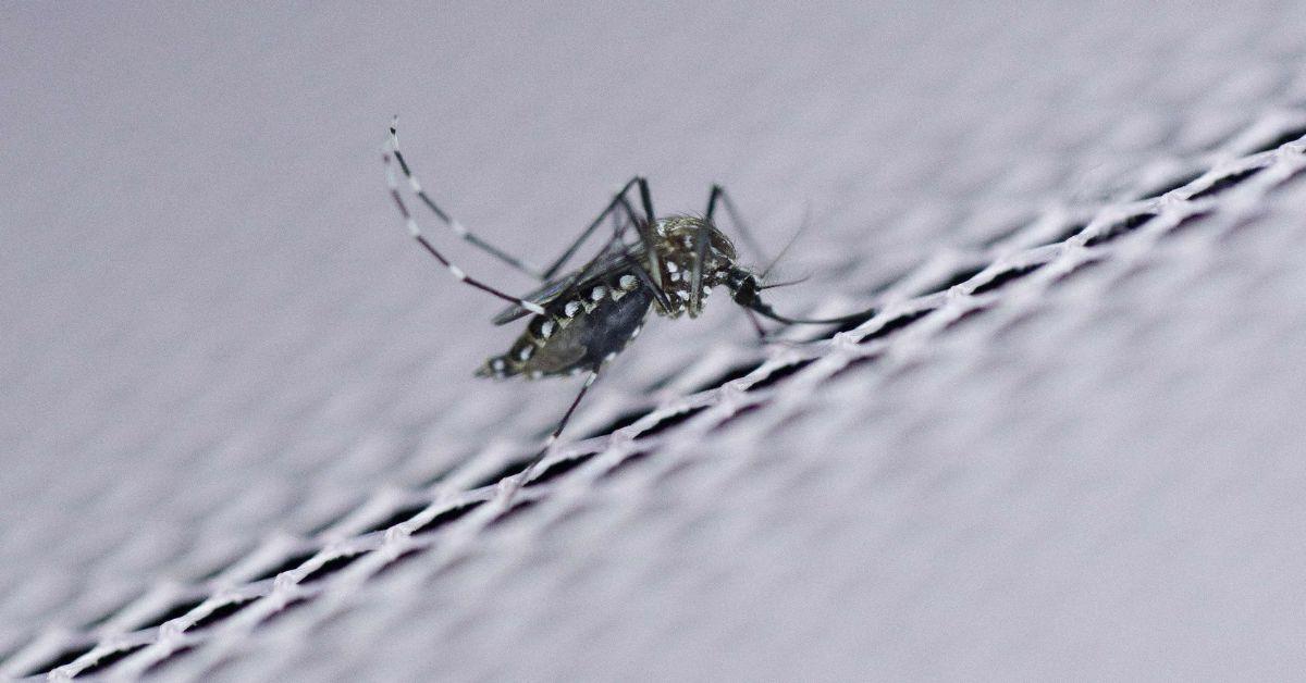 Vladimir Putin Accuses U.S. of Training 'Genetically Modified Mosquitos ...