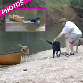 Robbie To The Rescue! Lab Saves Two Dogs Stranded On Runaway Canoe