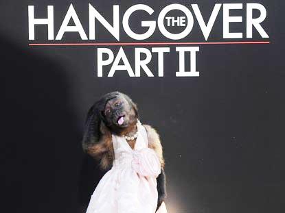 PHOTOS: Crystal The Monkey In Poses On Red Carpet