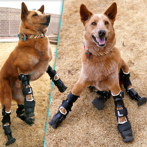Bionic Dog! Mutt Makes History As First Canine To Get Four Bionic Paws
