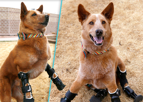 Bionic Dog! Mutt Makes History As First Canine To Get Four Bionic Paws