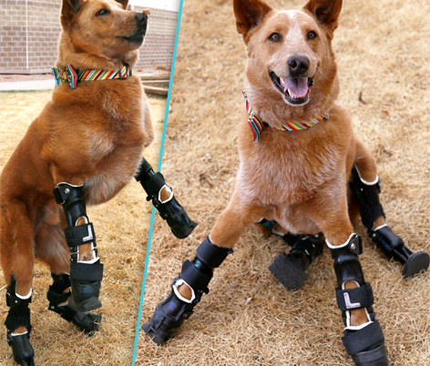 Bionic Dog! Mutt Makes History As First Canine To Get Four Bionic Paws