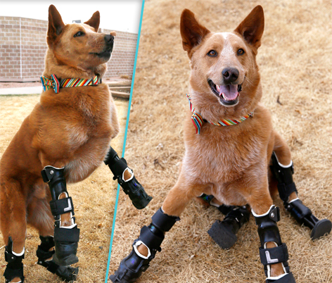 Bionic Dog! Mutt Makes History As First Canine To Get Four Bionic Paws