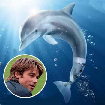 Dolphin's Tale Leaps Over Brad Pitt At The Box Office
