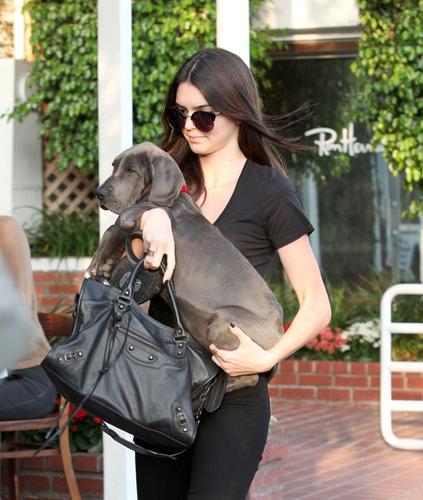 Kendall's Kennel? Jenner Starlet Shows Off New Dog