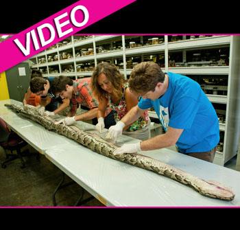 17 Feet Of Snake! Giant Burmese Python Caught In Everglades Breaks ...