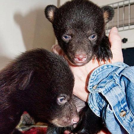 UnBEARable Cuteness! Bear Cubs Rescued From Cardboard Box By Firefighters