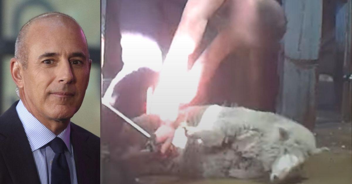 Disgraced 'Today' Host Matt Lauer Accused of 'Abusing' Sheep by PETA