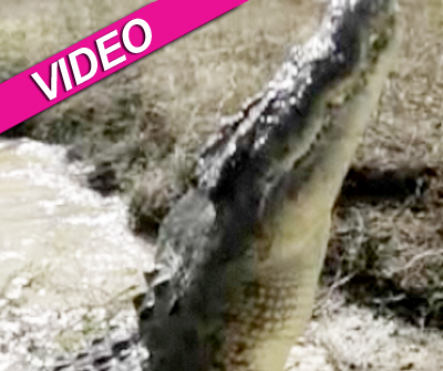 It’s Real! Meet Brutus, The Giant Croc From Down Under