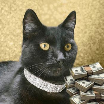 Meet The World's Richest Cat - Former Stray Inherits $13 Million!