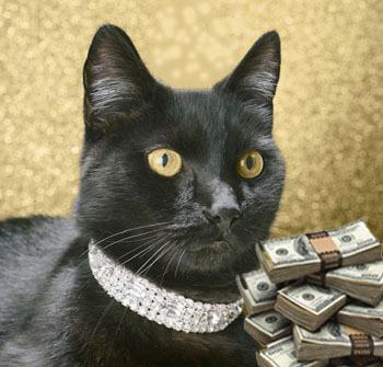 Meet The World's Richest Cat - Former Stray Inherits $13 Million!