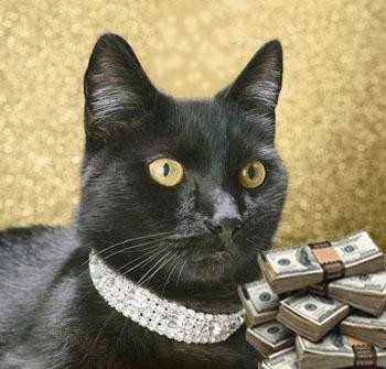Meet The World's Richest Cat - Former Stray Inherits $13 Million!