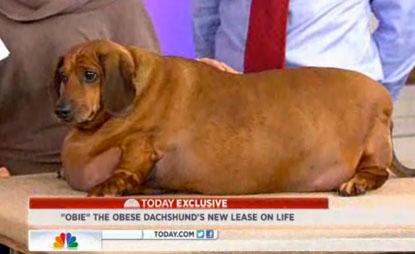 Obie The Obese Dachshund