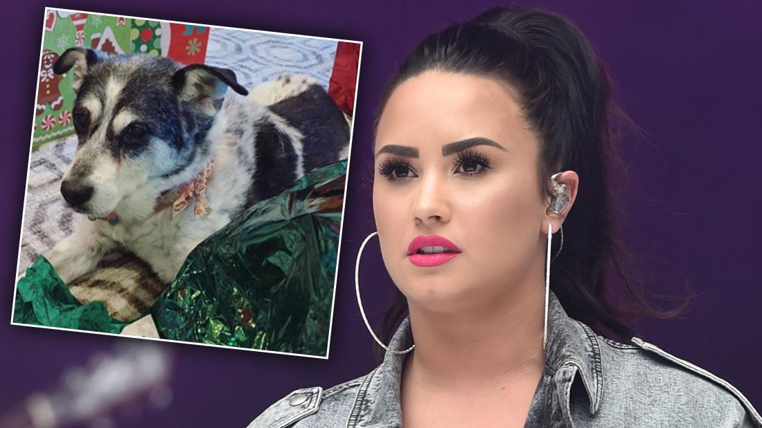 Demi Lovato Devastated Over Death Of Dog 1 Year After Drug Overdose