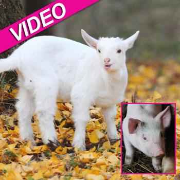 Super Cute! Hero Piggy Saves Baby Goat From Drowning