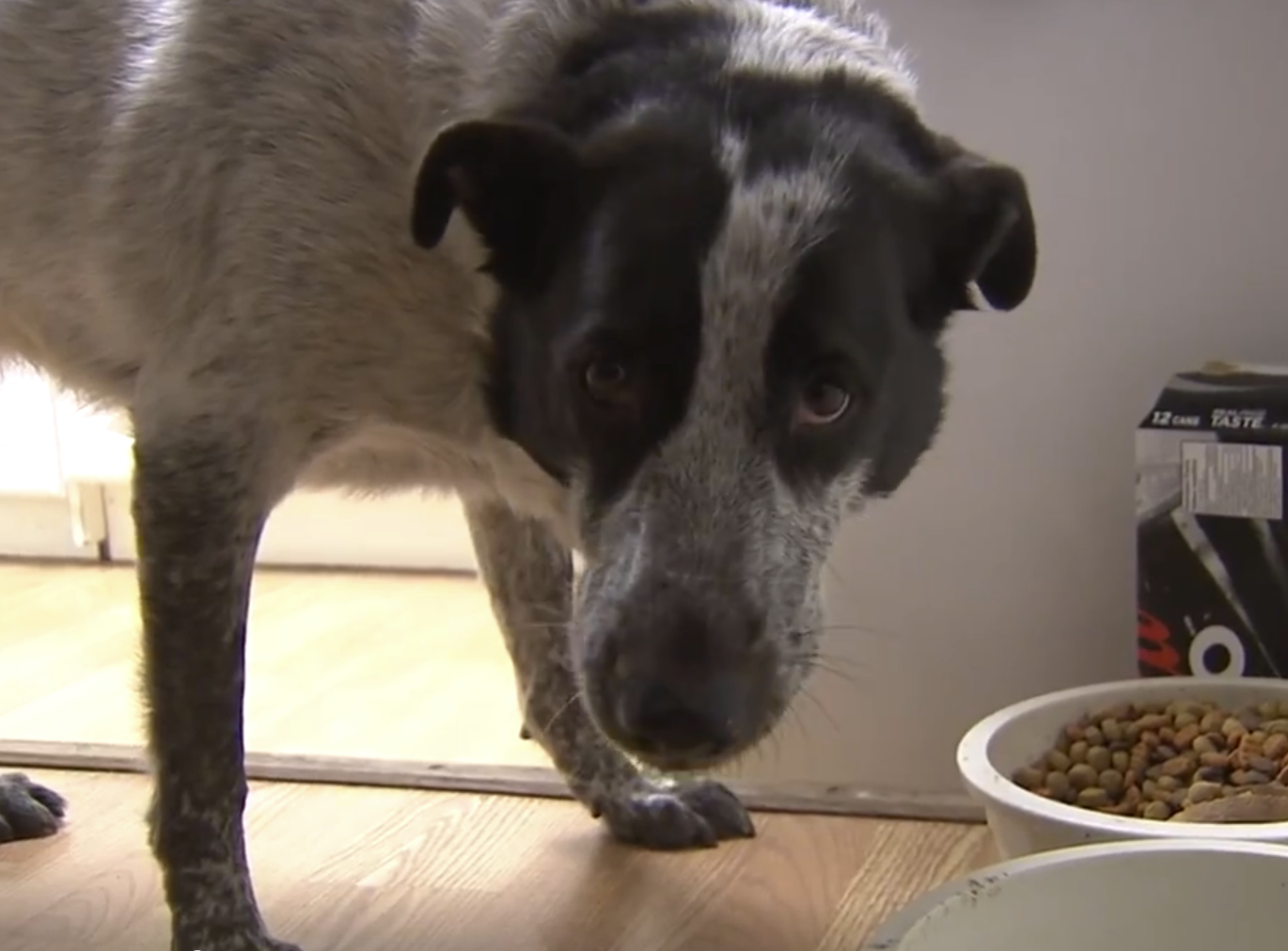 10 Heroic Dogs And How They Saved People