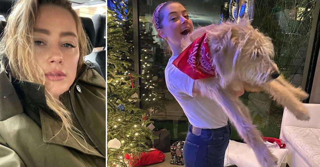 Amber Heard Names New Dog After Australian Deputy Prime Minister Amid ...
