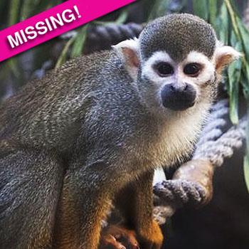 Beloved Monkey 'Banana Sam' Stolen From San Francisco Zoo