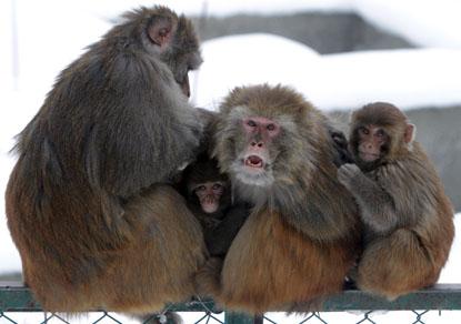 Kashmir Monkey Family Huddle Tight in India