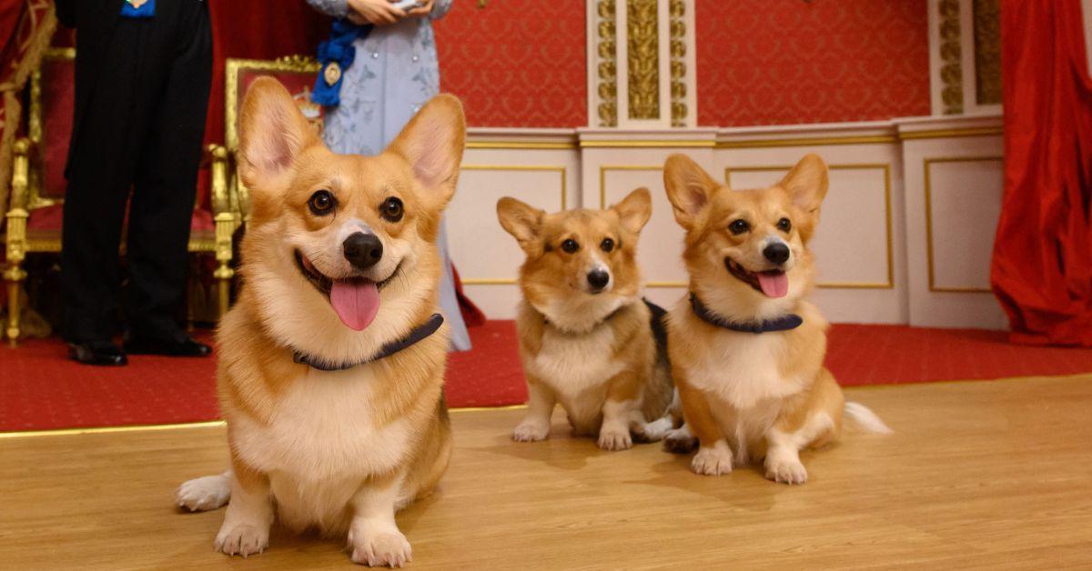 Prince Andrew Refuses to Walk Late Queen Elizabeth's Corgis