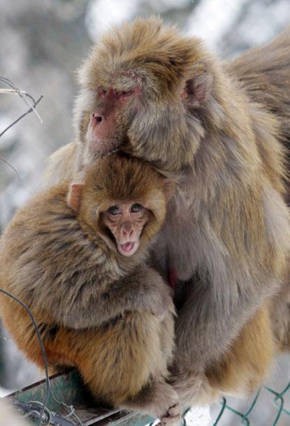 Kashmir Monkey Family Huddle Tight in India