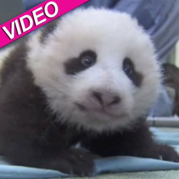 Un-Bear-Able Cuteness Overload! Baby Panda Takes Its First Steps On Video!