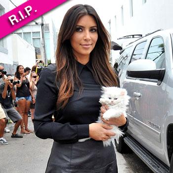 Kim Kardashian On Kitten's Death: 'My Heart Is Completely Broken'