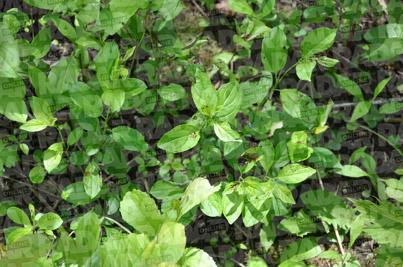 Horrifying Crime Photos From Slender Man Stabbing Scene Released!