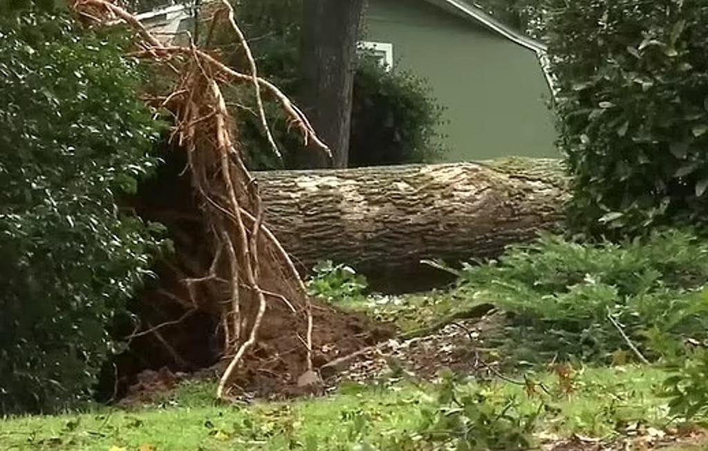 South Carolina Teen Killed by Falling Tree's GoFundMe Surpasses $2k Goal