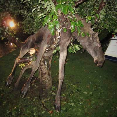 Drunk Moose Caught In Tree! (Seriously!)