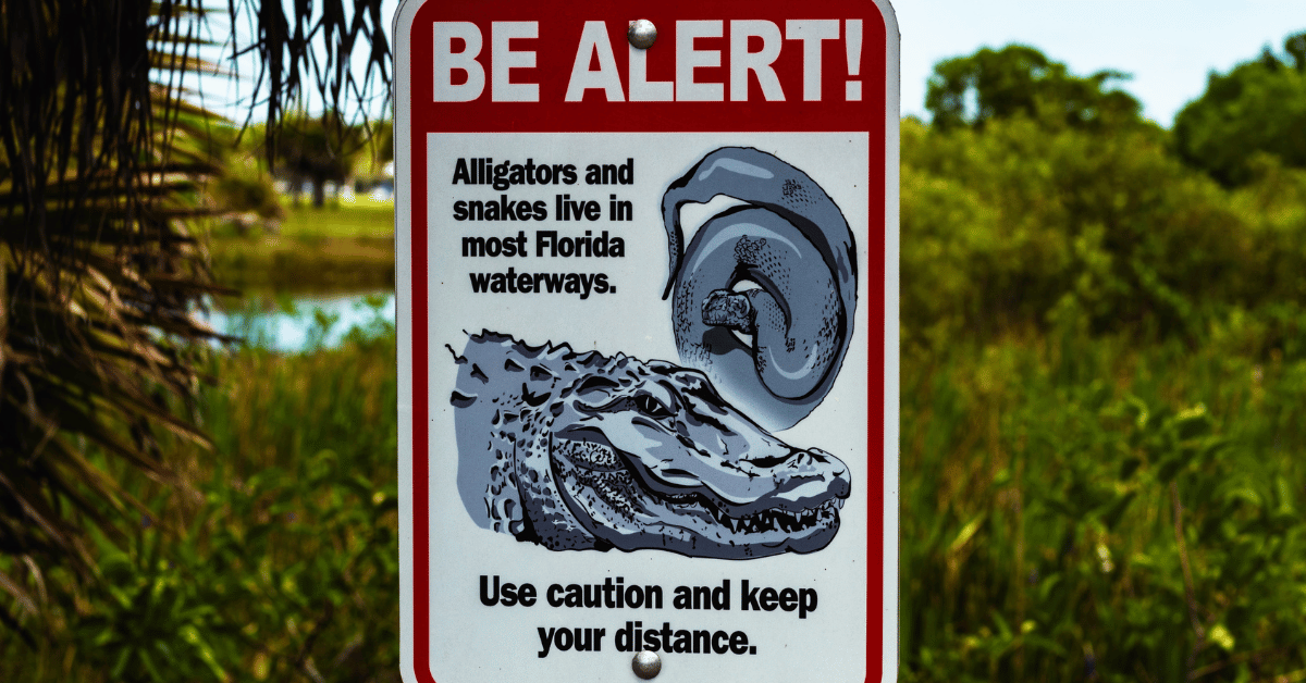 Florida Man Who Lost Arm To Alligator Recalls How Attack Happened