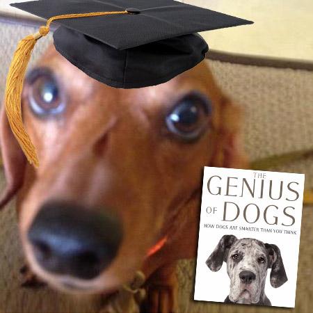 Dog-Gone Brilliant! Dogs Can Learn Thousands Of Words, Are Smarter Than ...