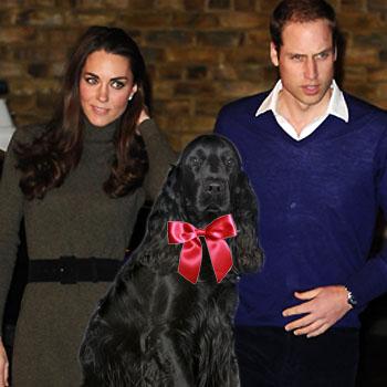 The New Royal Is A Little Ruff! Kate Middleton And Prince William Adopt