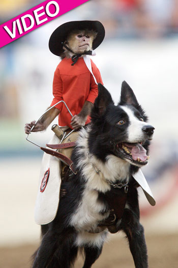Yee-Haw! Meet Whiplash, The Rodeo Dog-Riding Monkey