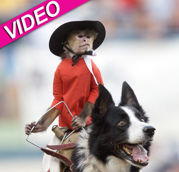 Yee-Haw! Meet Whiplash, The Rodeo Dog-Riding Monkey