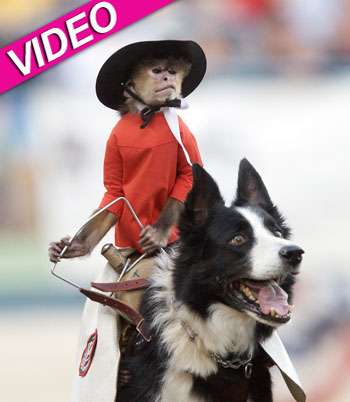 Yee-Haw! Meet Whiplash, The Rodeo Dog-Riding Monkey