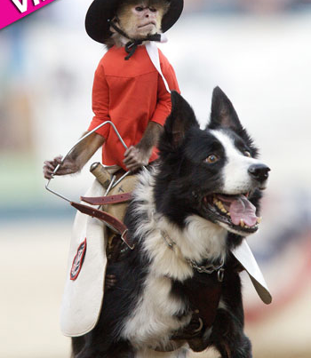 Yee-Haw! Meet Whiplash, The Rodeo Dog-Riding Monkey