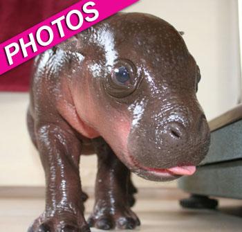 He’s No Stick In The Mud! Harry The Pygmy Hippo Basks In Bath Time