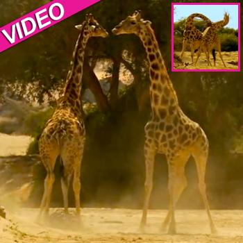 When Giraffes Attack! New Discovery Show Reveals Explosive Fight