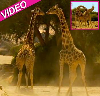 When Giraffes Attack! New Discovery Show Reveals Explosive Fight