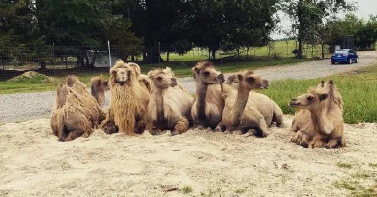 TLC Star Amy Slaton’s Camel Bite Claim Disputed by Park Owner