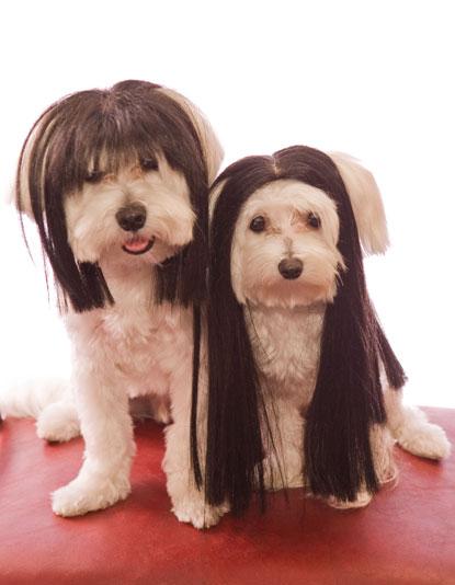 Check Out The Variety Of Wigs For The Fashion-Conscious Canine