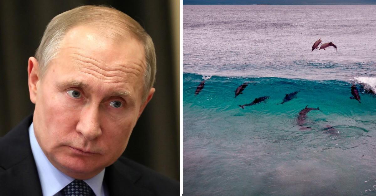 Vladimir Putin Massacres Over 80,000 Dolphins, Other Species in Ukraine War