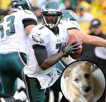 All Forgiven & Forgotten? Michael Vick Is A Dog Owner Again After ...