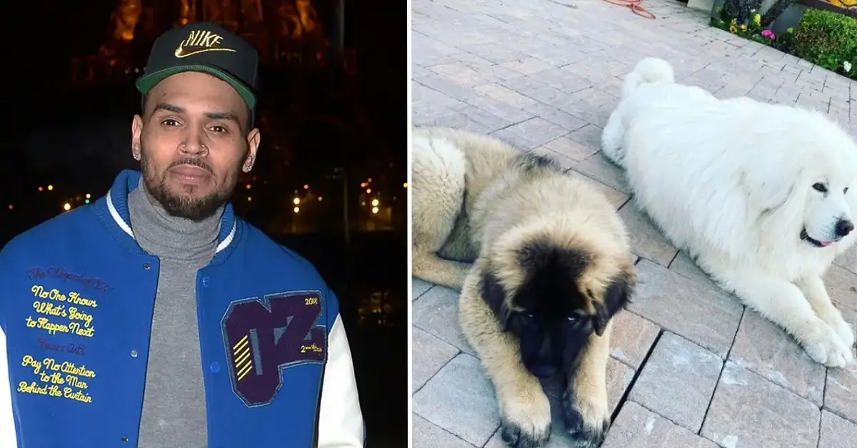 Judge Sides With Chris Brown in Lawsuit Over Dog Attack, Approves 8 ...