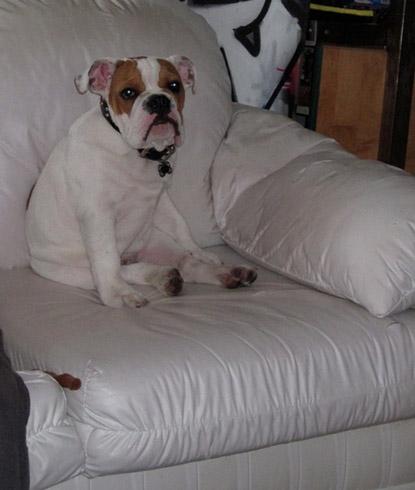 Twitter Photos of Coco and Ice-T's English Bulldog 'Spartacus'