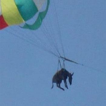 VIDEO: Jackass Stunt - 'Flying Donkey' Sparks Outrage