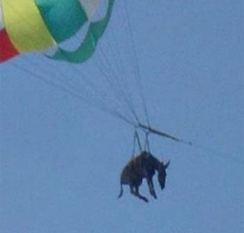 VIDEO: Jackass Stunt - 'Flying Donkey' Sparks Outrage